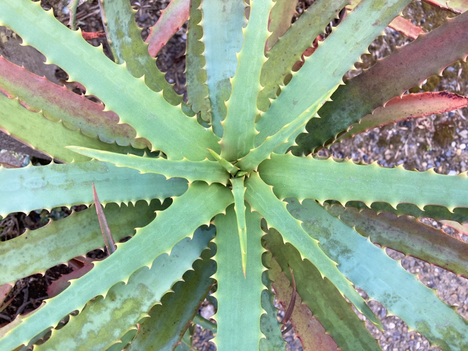 アロエの種類・品種まとめ｜特徴や見分け方、育て方なども紹介！ | HanaSaku